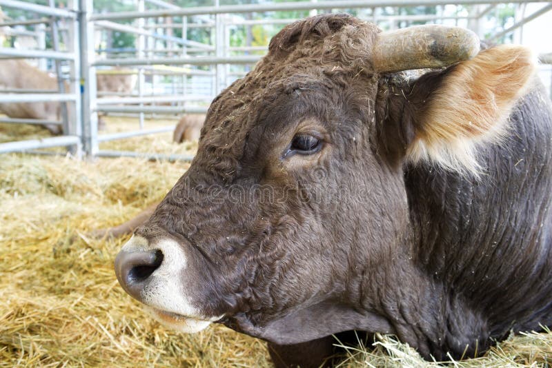 Bull close up stock photo. Image of barn, bull, beef - 116609508