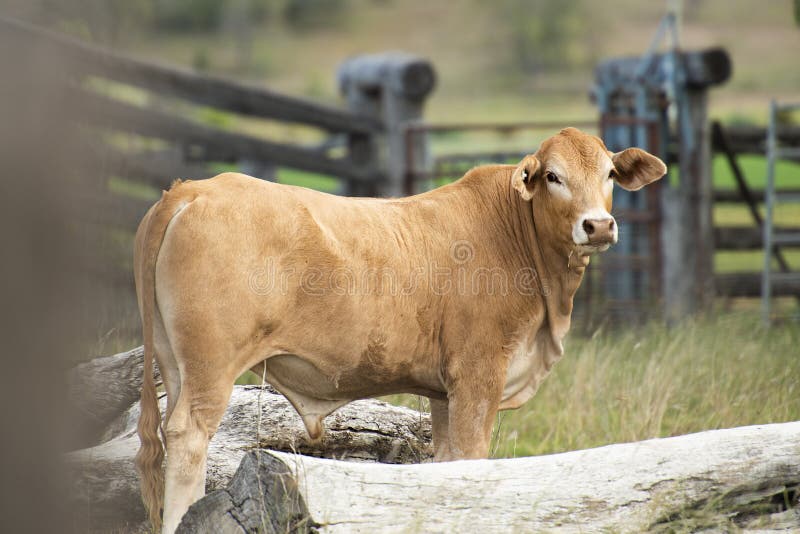 Bull in the country side stock photo. Image of graze - 146057698
