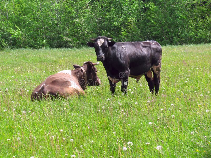 Bull and cow stock photo. Image of portrait, brown, rural - 11746166