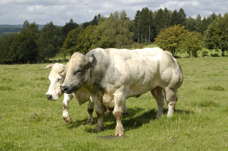 Proud Bull stock photo. Image of steer, breeding, powerful - 5382222