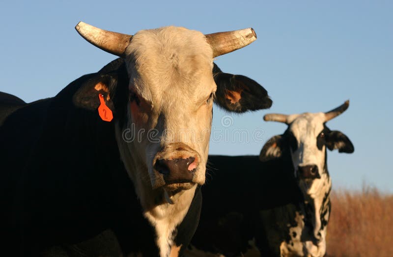 Bull and Cow stock image. Image of whiteface, eartag, bull - 324165