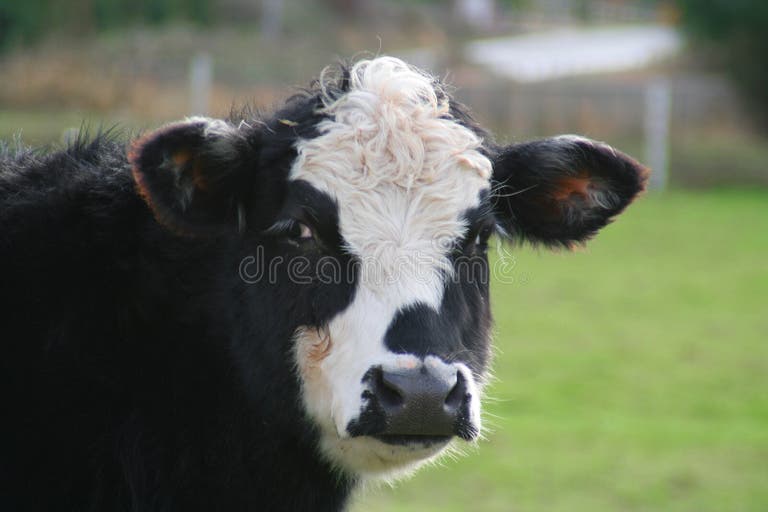 27,229 Dairy Cow Dairy Bull Stock Photos - Free & Royalty-Free Stock ...