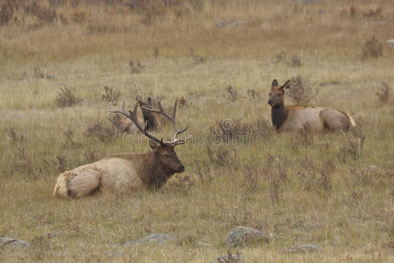 Bull and Cow Elk Bedded in Meadow Stock Image - Image of wildlife ...