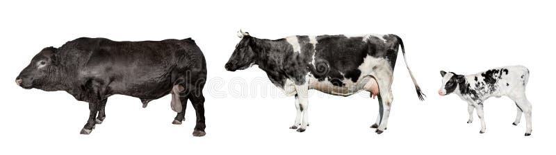 Bull, Cow and Little Cattle Isolated on White Stock Image - Image of ...