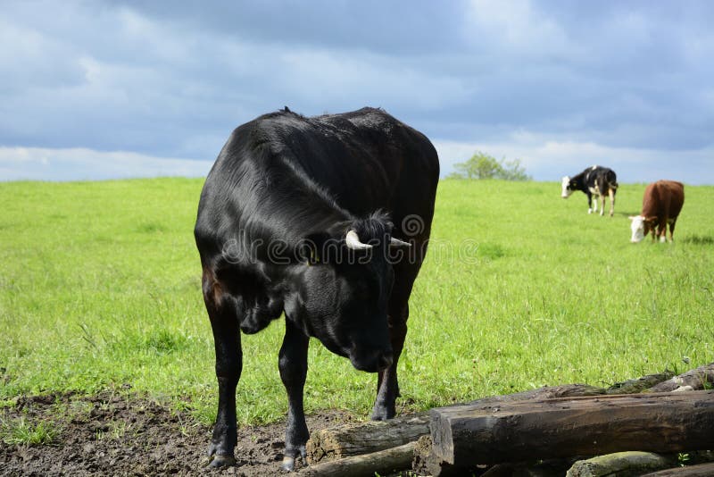 Bull and Cows on a Green Field Stock Photo - Image of farm, field: 40793392