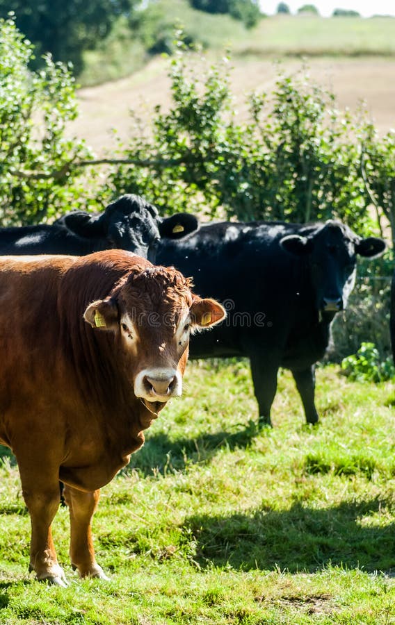 Bull and cows stock image. Image of summer, sunlit, cows - 59211751