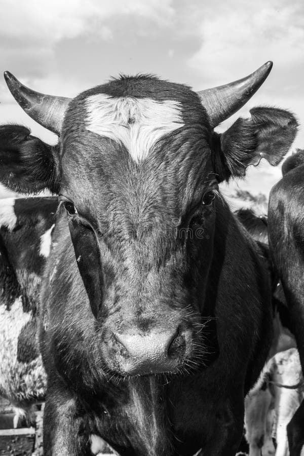 Bull stock image. Image of confidence, agriculture, curiosity - 43391761