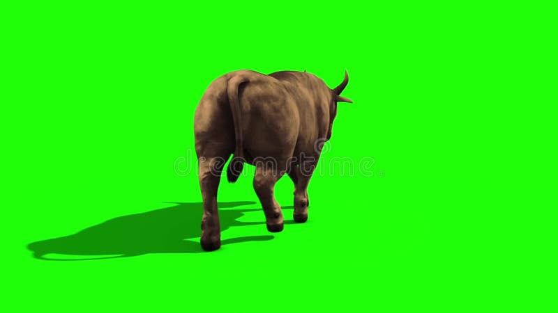 Bull Dark Hair Walkcycle Back Green Screen 3D Rendering Loop Stock ...