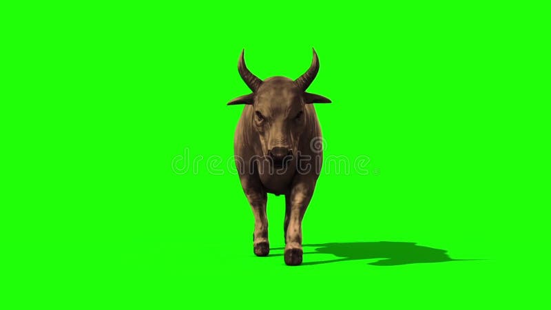 Bull Dark Hair Walkcycle Back Green Screen 3D Rendering Loop Stock ...
