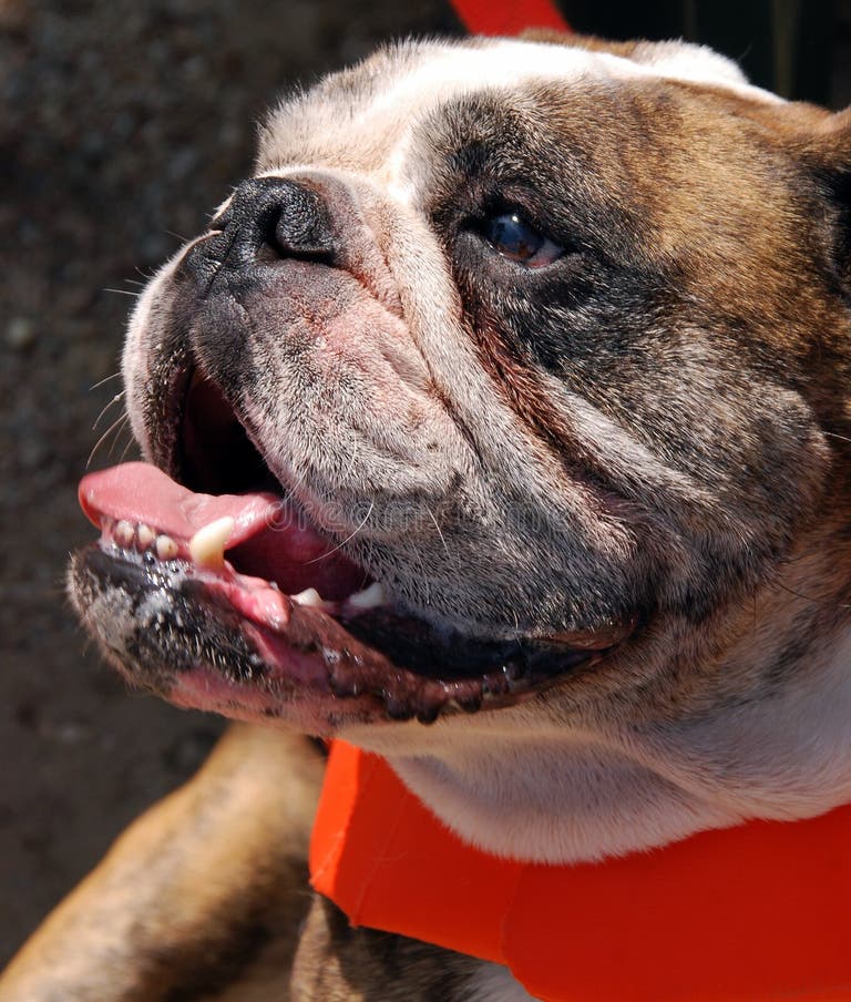 3,759 Hot Pijet Bull Stock Photos - Free & Royalty-Free Stock Photos ...