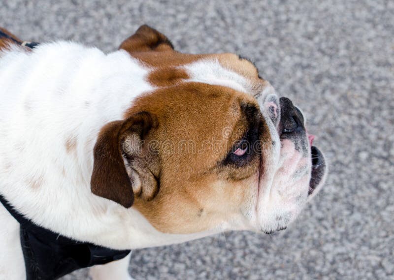 Bull dog angry face stock image. Image of mean, canine - 56999255