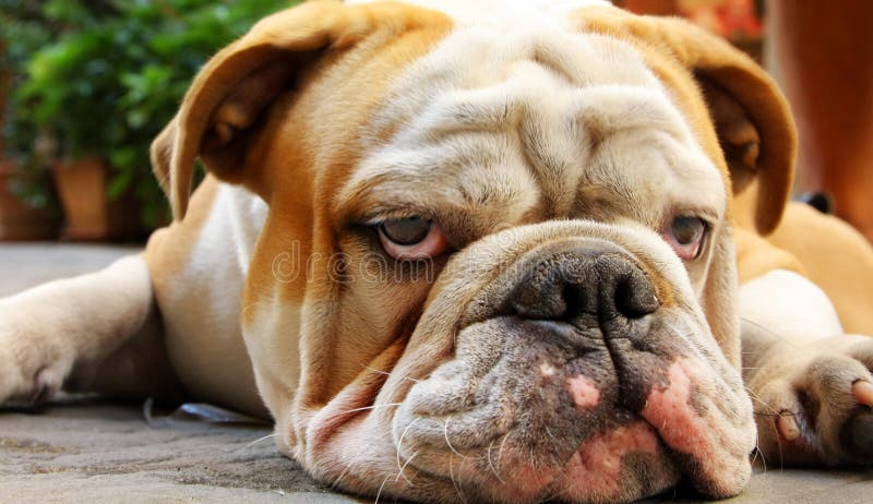 Bull Dog puppy stock image. Image of macro, beatiful - 27853547