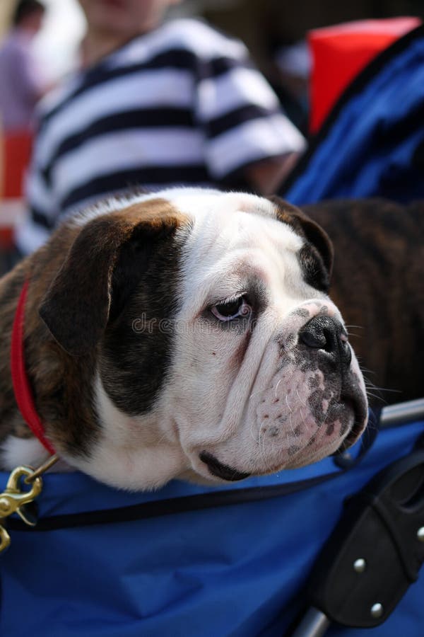 Bull Dog Puppy Picture. Image: 6755016