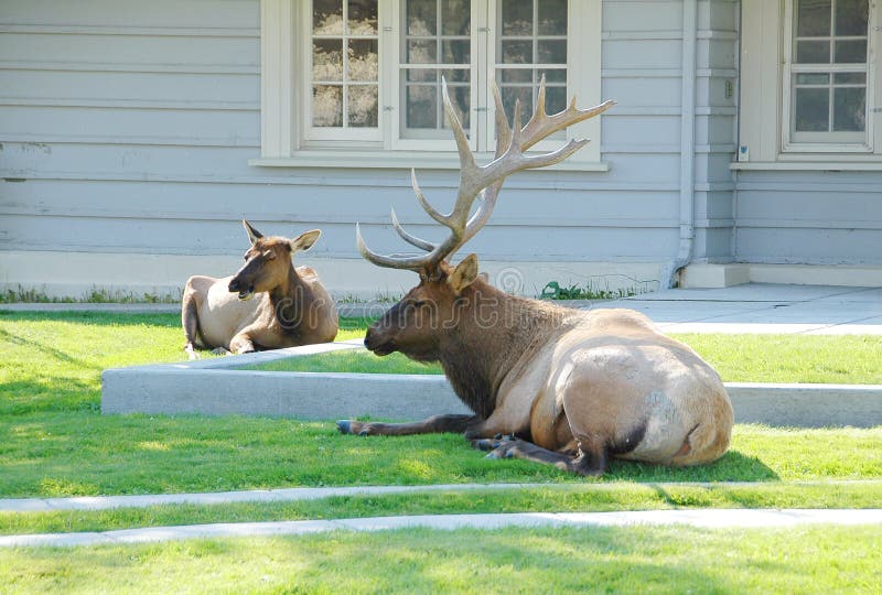 204 Elk Couple Stock Photos - Free & Royalty-Free Stock Photos from ...