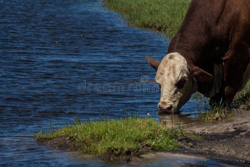 Bull drinking water stock image. Image of beverage, pasture - 65208387