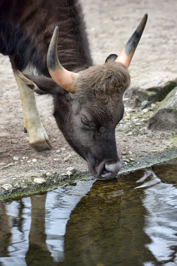 Bull drinking water stock photo. Image of black, horns - 52262582