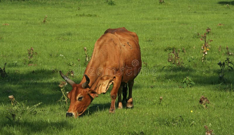 Bull eating stock image. Image of rest, animal, male, fauna - 954609