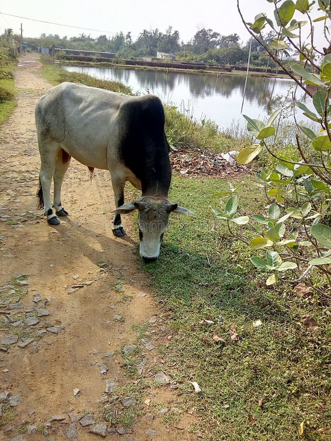 Ox eating grass stock image. Image of eating, thailand - 23152195