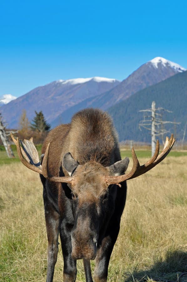 Herde von Elchen, Alaska stockfoto. Bild von nave, geweih - 33671746