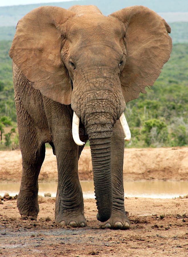 Bull Elephant stock image. Image of wildlife, elephant - 11071095