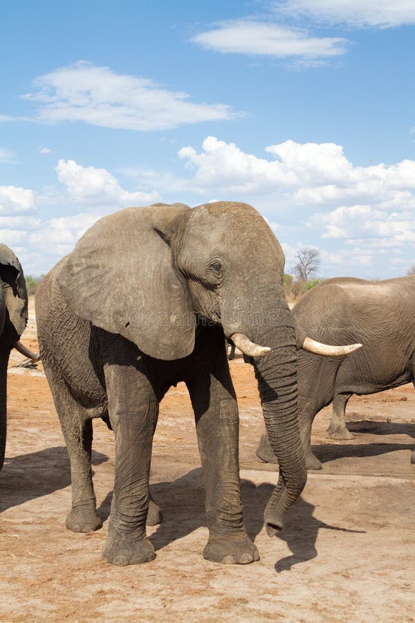 Bull elephant stock image. Image of daytime, group, trunk - 27691191