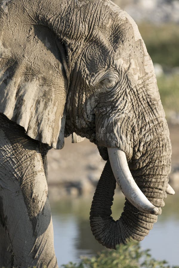 Bull elephant stock photo. Image of elephantidae, barren - 98165236