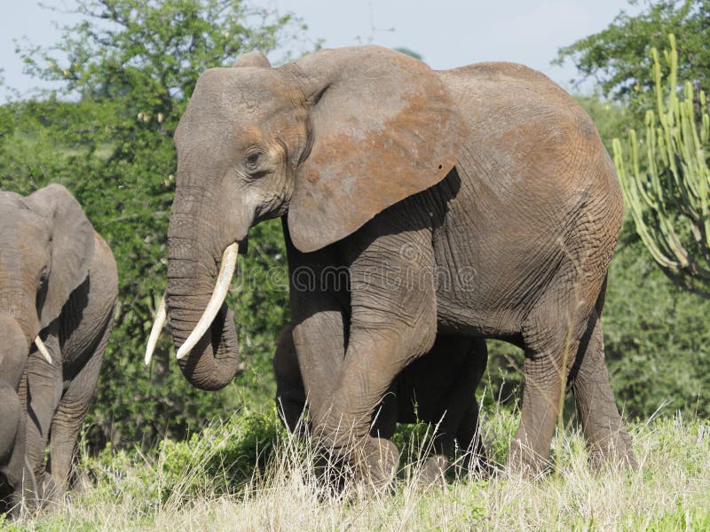 A Bull Elephant in the Herd Stock Photo - Image of countryside, road ...