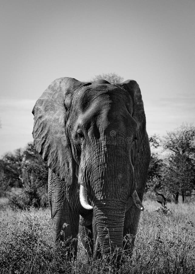 Bull Elephant stock image. Image of portriat, south, stare - 57297459