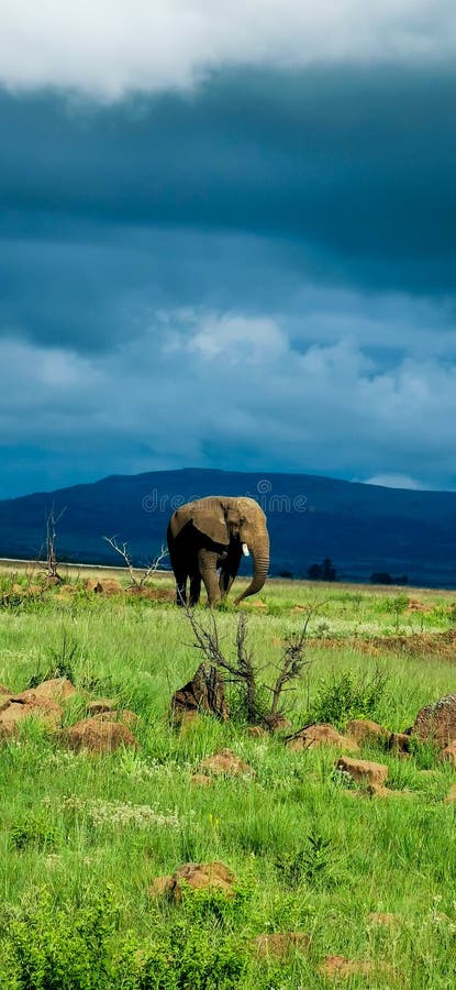 Bull Elephant with Storm Clouds in South Africa Stock Image - Image of ...