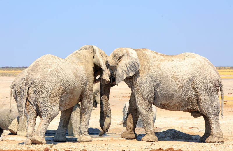 278 Pushing Animals Stock Photos - Free & Royalty-Free Stock Photos ...