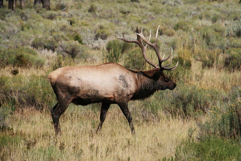 Bull elk stock image. Image of bull, vegetation, nature - 11137059