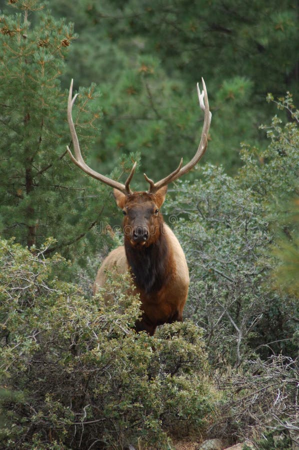 Bull elk stock photo. Image of horns, season, hunt, velvet - 1114764