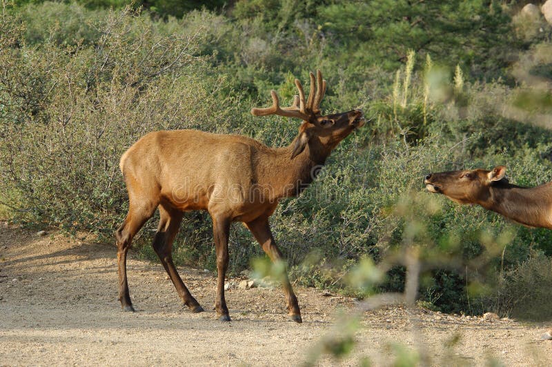 Moose Yawning stock image. Image of bell, muzzle, large - 1329533