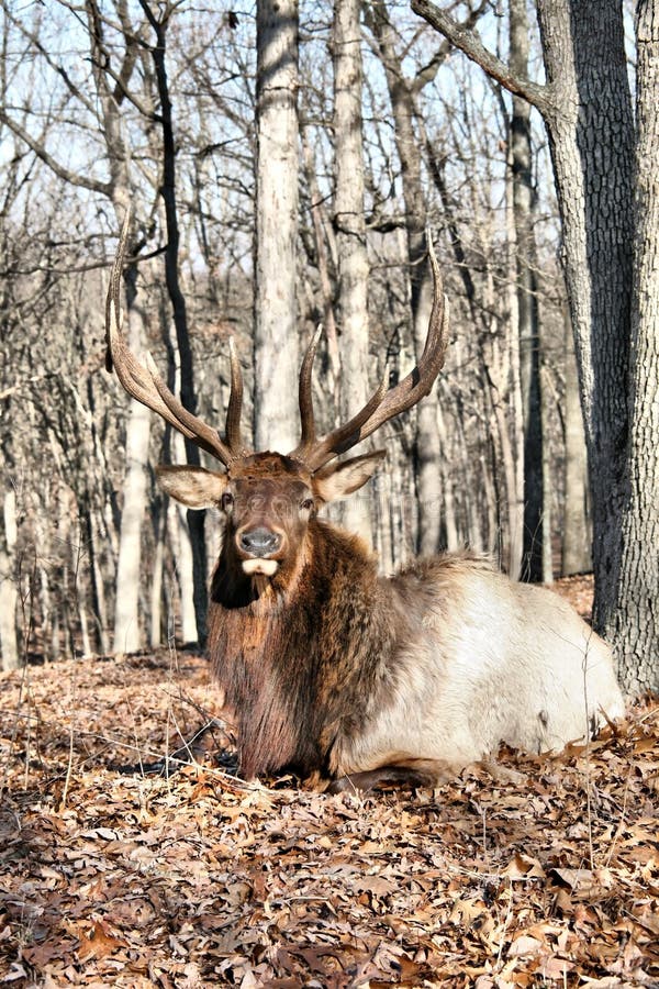 Bull elk stock photo. Image of antlers, bull, trees, wildlife - 13191040