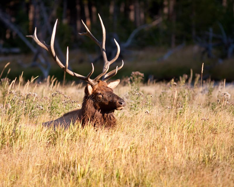 Bull Elk stock image. Image of bull, animal, antlers - 16294837