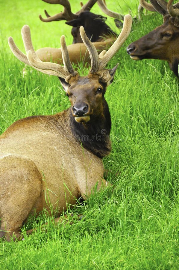 Bull Elk stock photo. Image of laying, wildlife, portrait - 20261098