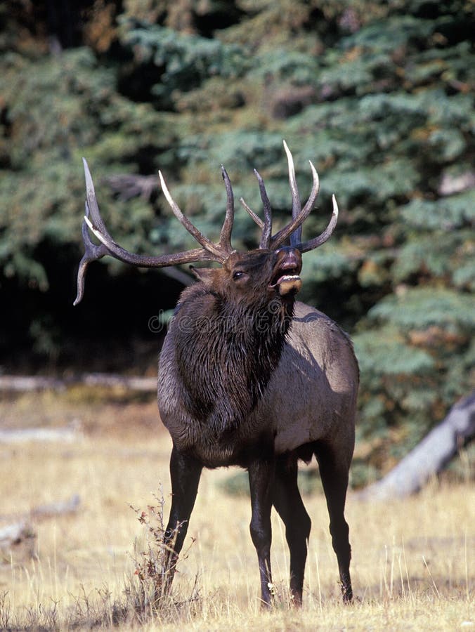 29,604 Elk Photos - Free & Royalty-Free Stock Photos from Dreamstime