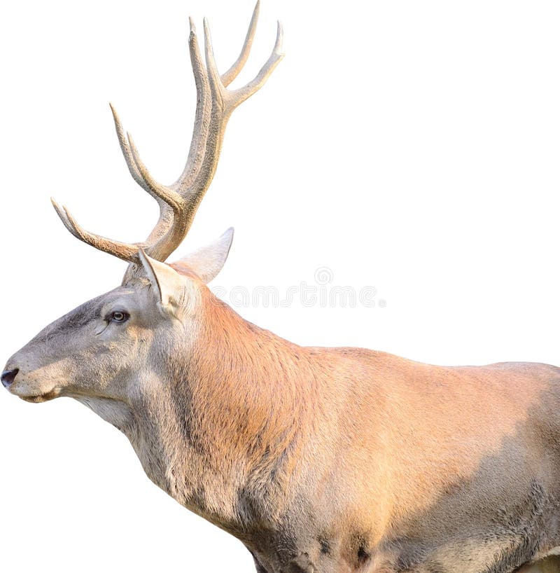 491 Reindeer Side View Stock Photos - Free & Royalty-Free Stock Photos ...