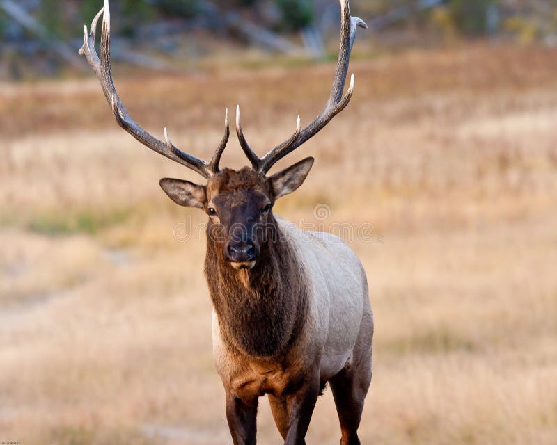 Bull Elk stock photo. Image of wild, mammal, cervus, nature - 21622704