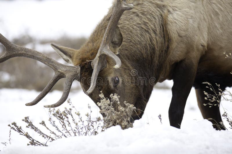 Bull Elk stock photo. Image of animal, hunt, grassland - 21917706