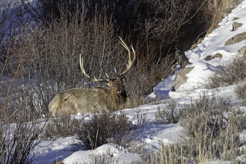 Bull Elk in Wallow stock photo. Image of hunting, game - 13106684