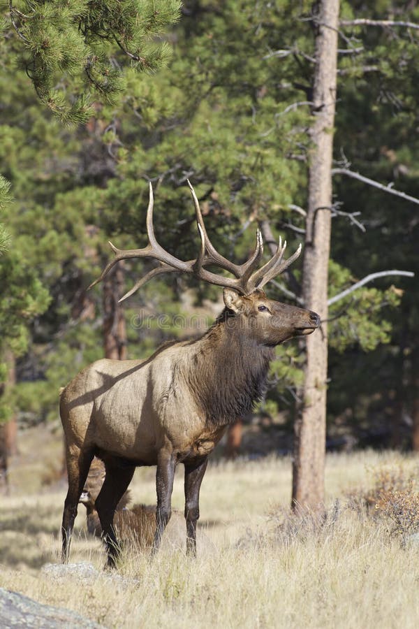 Bull Elk stock image. Image of wild, wapiti, bedded, wildlife - 27096335