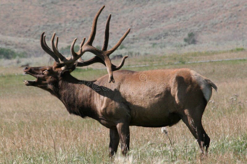 Bull Elk stock image. Image of wildlife, field, grass - 3280875
