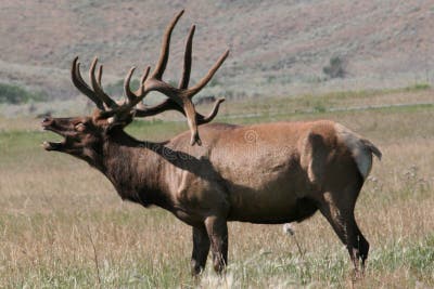 Bull Elk stock image. Image of wildlife, field, grass - 3280875