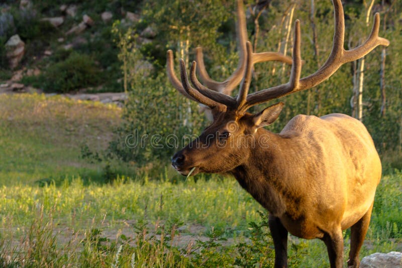Bull Elk stock photo. Image of mountains, nature, mammal - 47969392