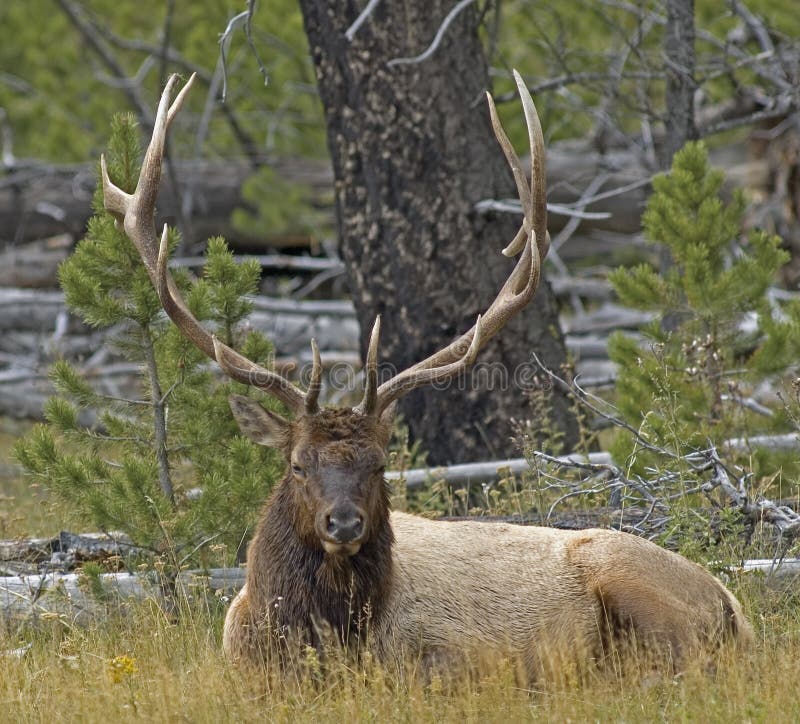 Bull elk stock image. Image of wild, wildlife, animal - 6789087