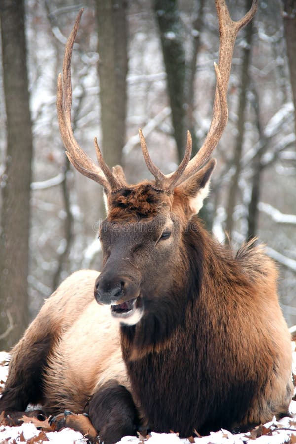 Bull elk stock image. Image of animals, bull, nature, wildlife - 7482837