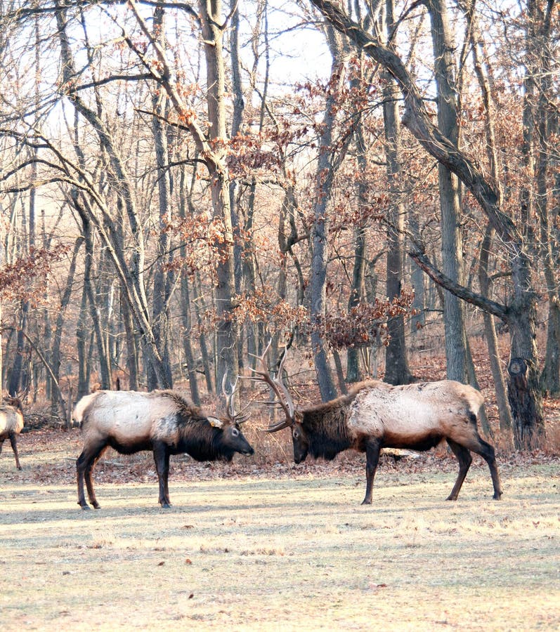 Bull elk stock photo. Image of nature, animals, bull, grass - 7528546