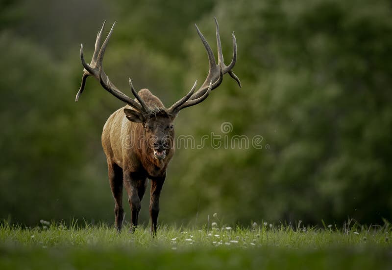 A Bull Elk in Autumn stock image. Image of nature, maasai - 233001773