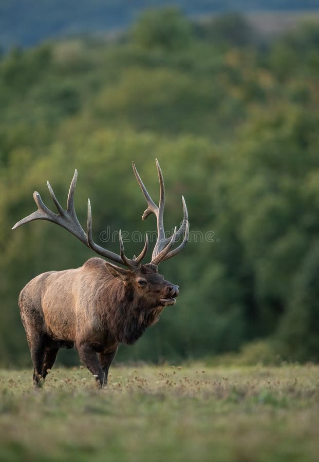 A Bull Elk in Autumn stock image. Image of lion, great - 233001955